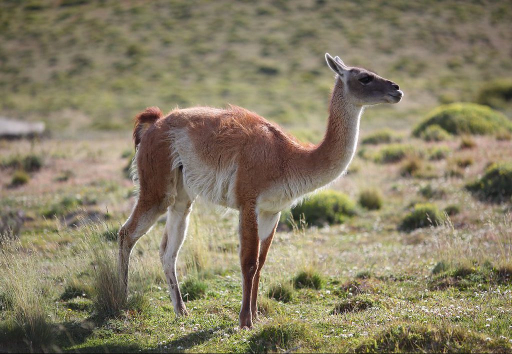 Animal natural - Technical textile